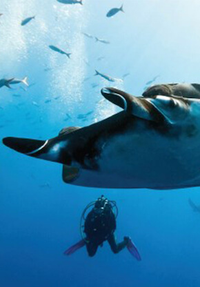 Bula! Experience Diving in Fiji | The Official Travel Site of the Fiji ...