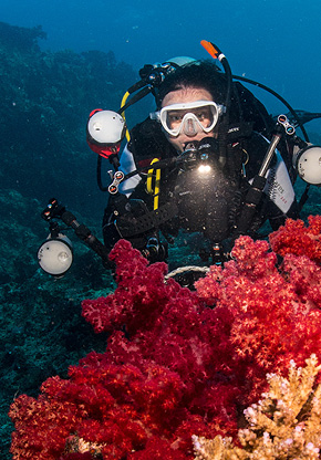 Bula! Experience Diving in Fiji | The Official Travel Site of the Fiji ...