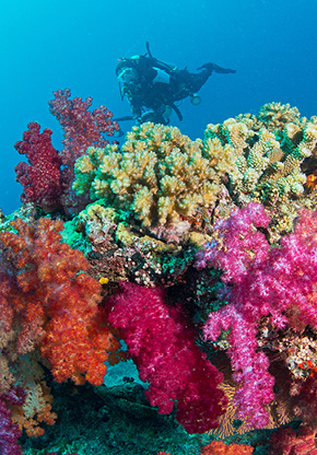 Bula! Experience Diving in Fiji | The Official Travel Site of the Fiji ...