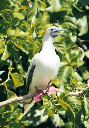 Bula! Welcome to Kadavu Island, Fiji | The Official Travel Site of the ...