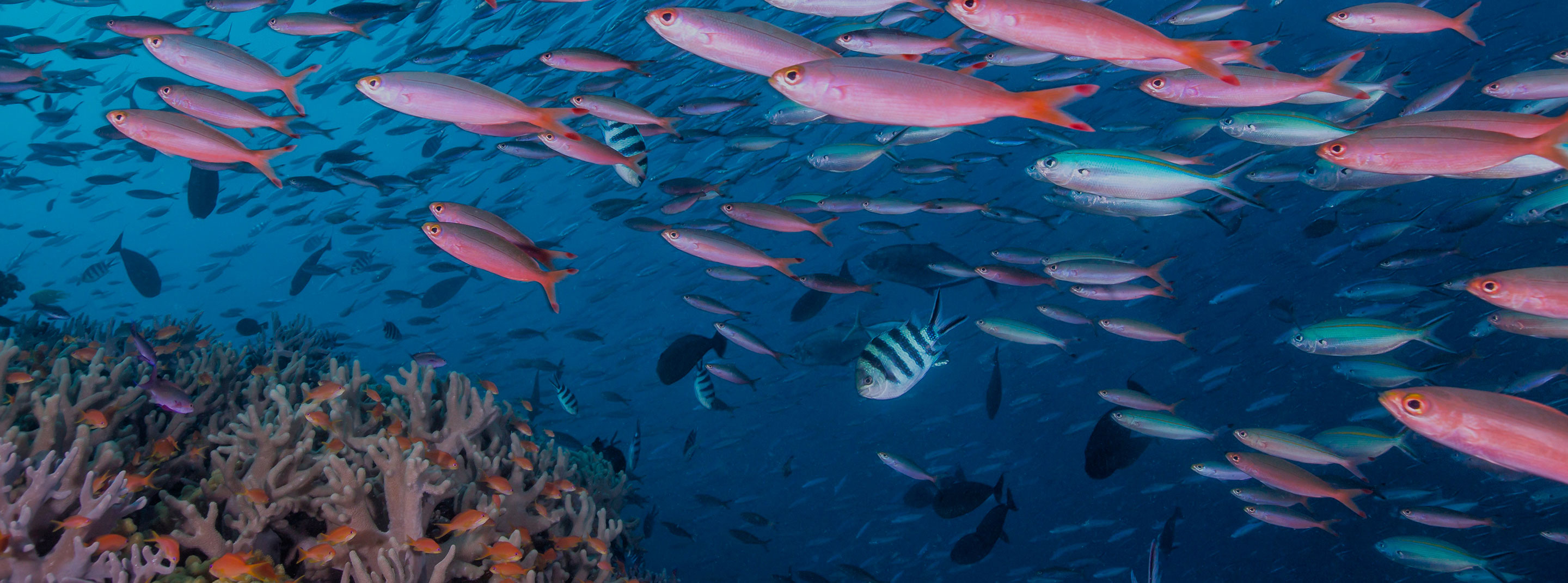Find Your Bula in Fiji | The Official Travel Site of the Fiji Islands