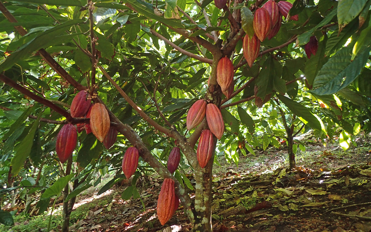 Bula！フィジーへようこそ|フィジー政府観光局の公式ウェブサイト